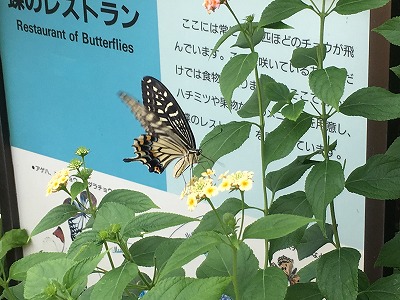 180531_IMG_7343 | Tourips Japan