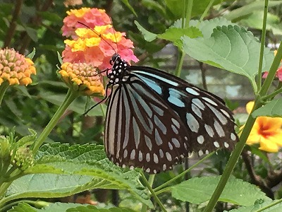 Spot report – Insectarium of Tama Zoological Park (2018-05-31 ...
