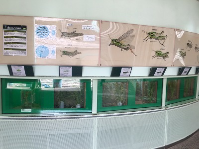 Spot report – Insectarium of Tama Zoological Park (2018-05-31 ...