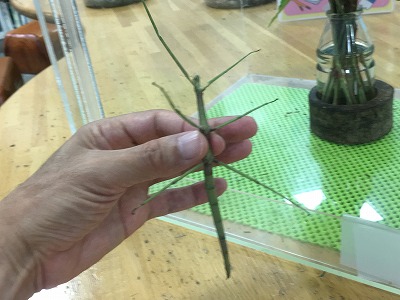 Spot report – Insectarium of Tama Zoological Park (2018-05-31 ...