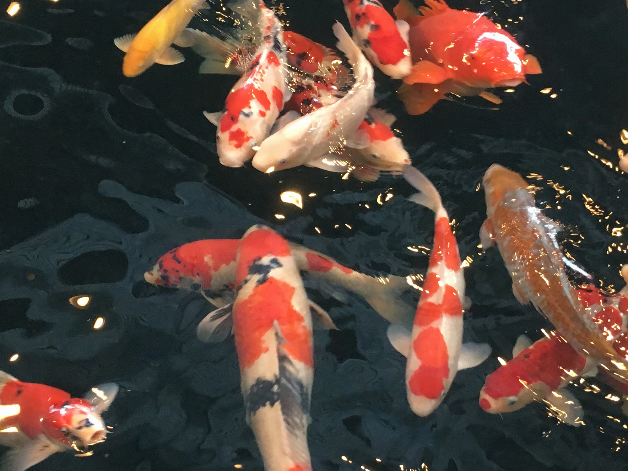 Knowing about – Colored carp and its varieties (2016-12-18) | Tourips Japan